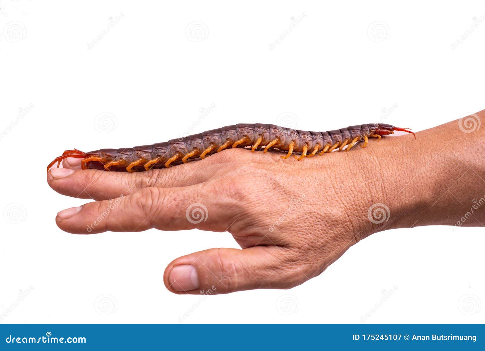 Centipede on hand stock image. Image of poisonous, nature - 175245107