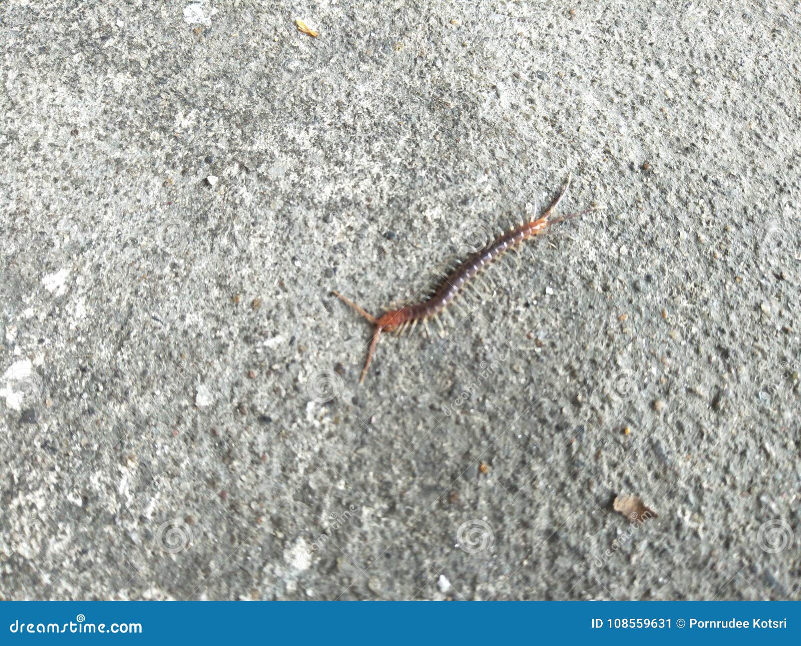 Centipede has many legs stock image. Image of legs, cement - 108559631