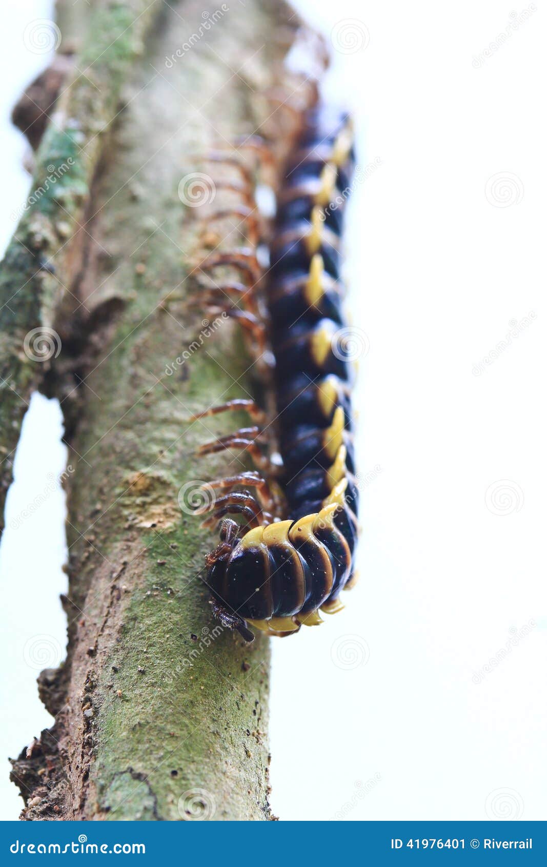 Centipede stock image. Image of lace, brown, close, orange - 41976401