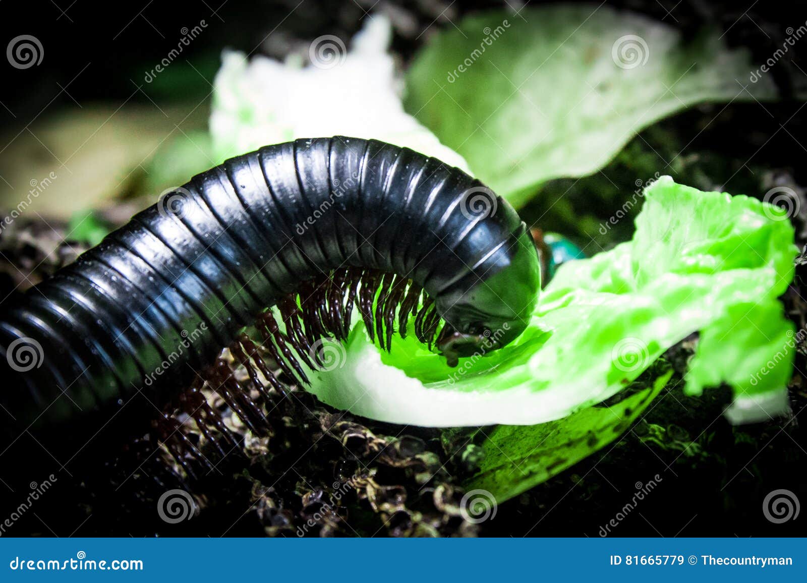 Centipede stock image. Image of insect, chilopoda, macro - 81665779