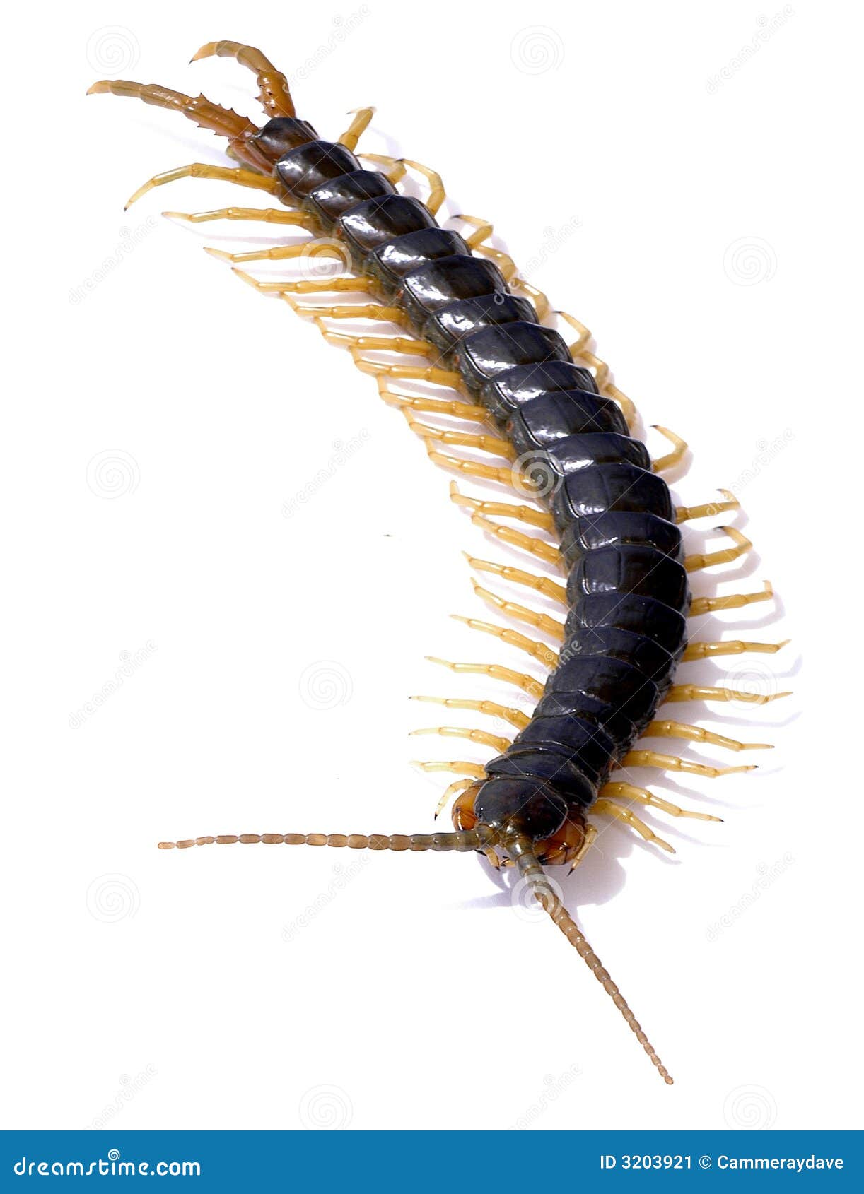 Centipede Insect Bug Pest stock image. Image of frightening - 3203921
