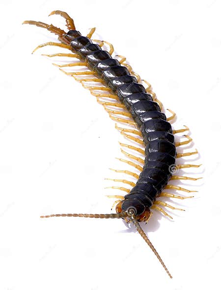 Centipede Insect Bug Pest stock image. Image of frightening - 3203921