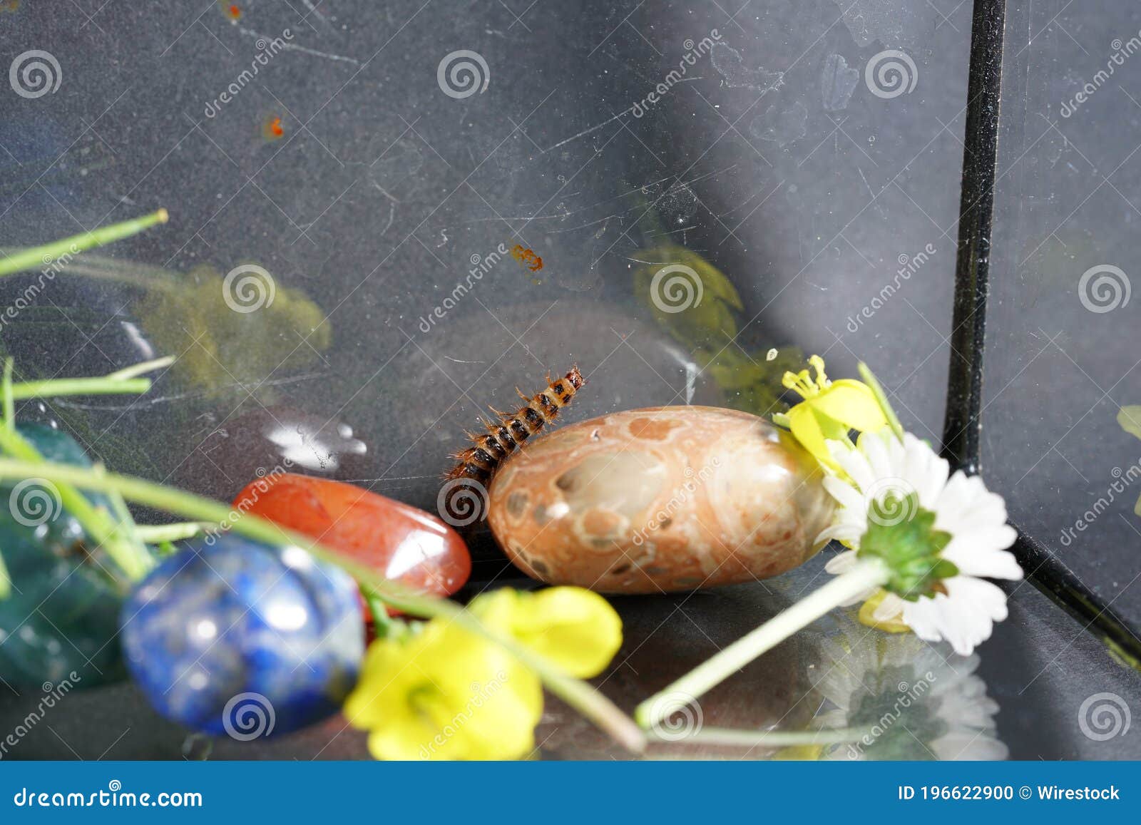 Centipede Insect Surrounded by Colourful Rocks and Plants in the Tank ...