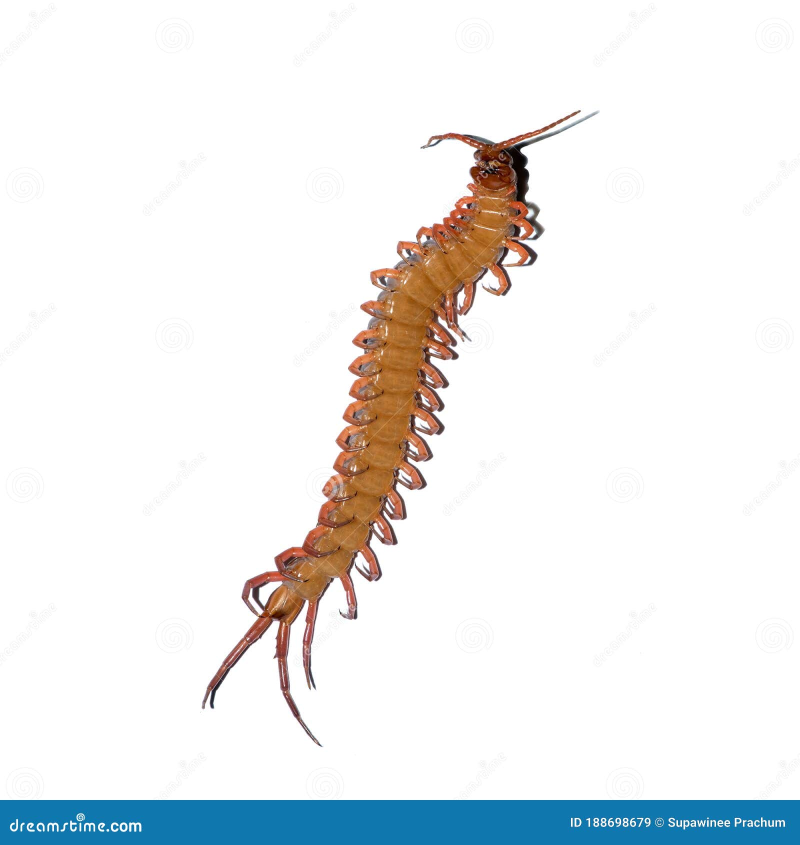 Centipede Isolated Photography on the White Background Stock Image ...