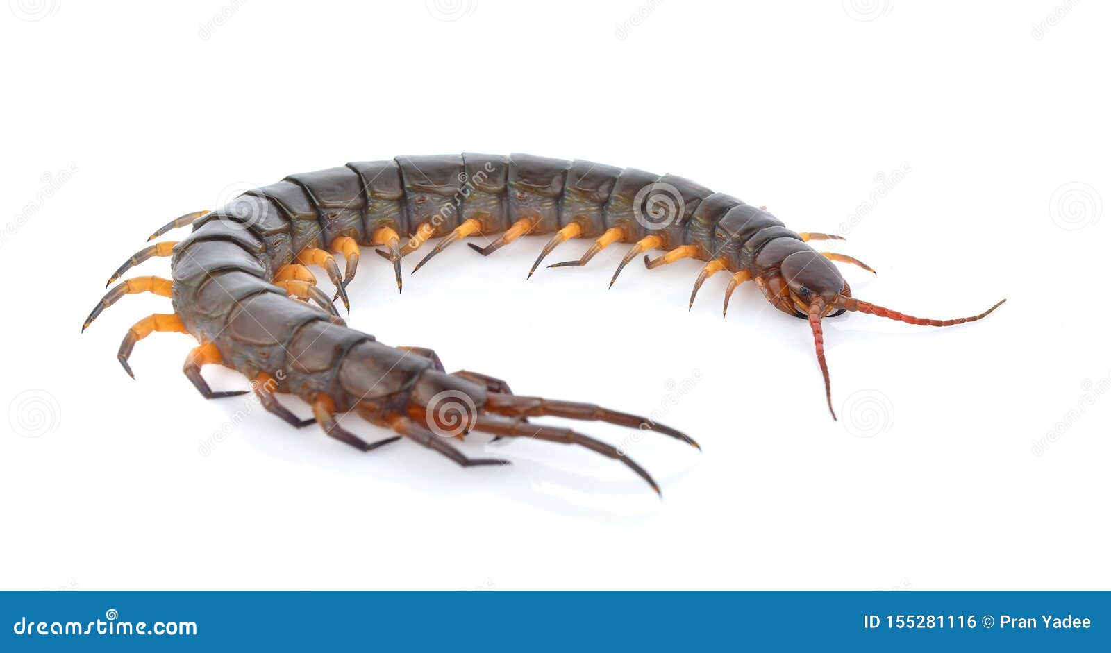 A Centipede Isolated on White Background Stock Photo - Image of orange ...