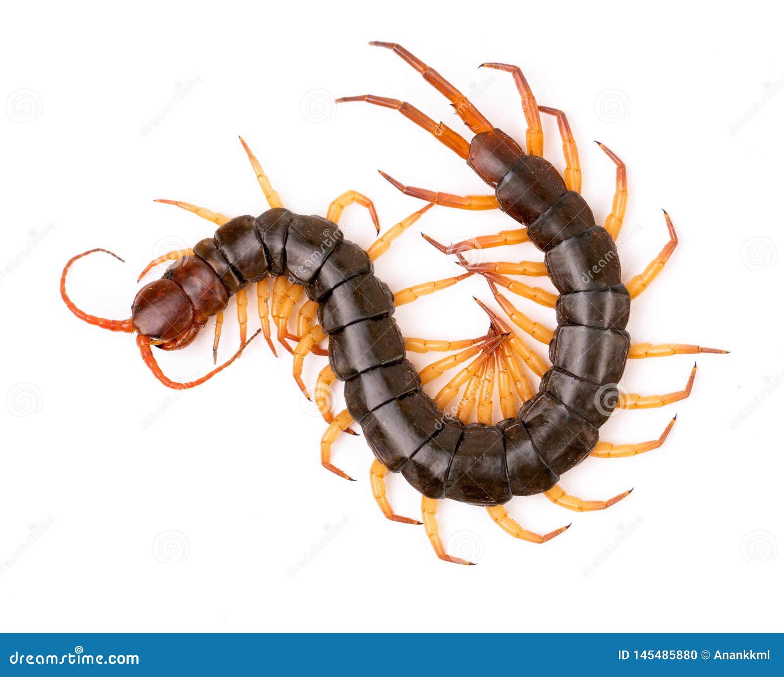 Centipede Isolated on White Background Stock Photo - Image of wildlife ...