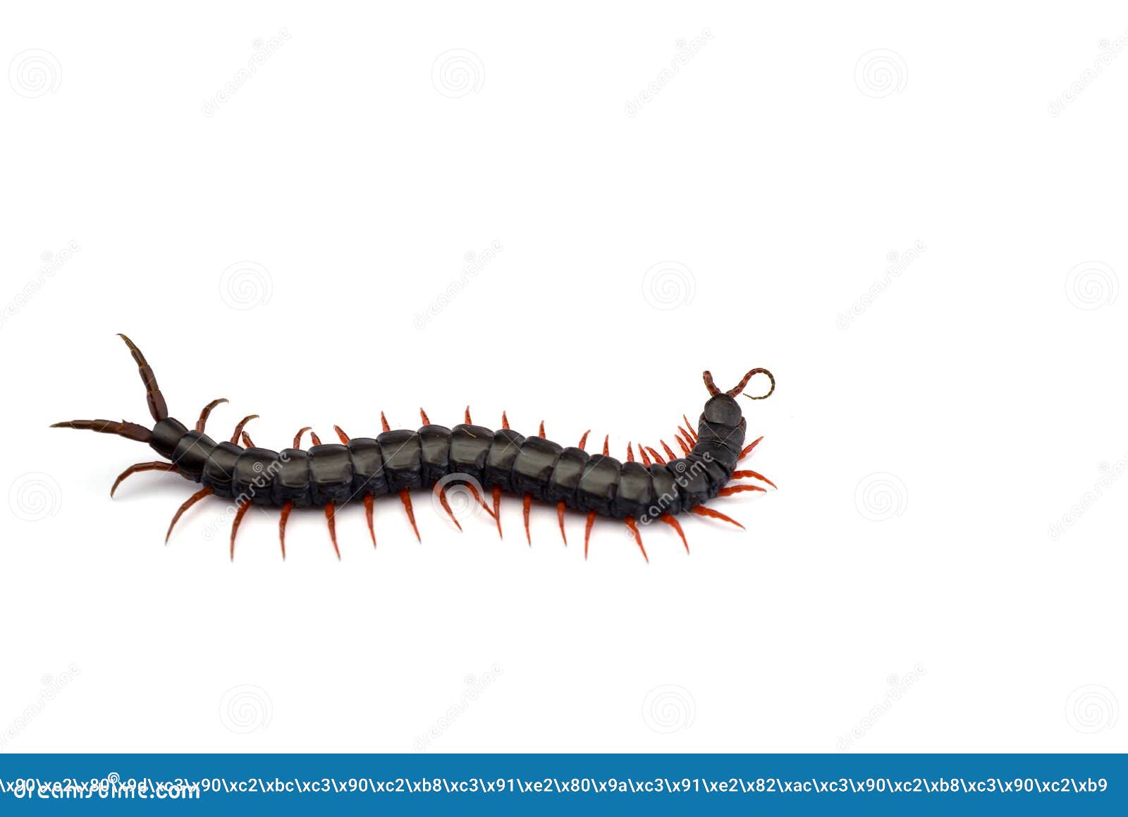 Centipede Isolated on White Background Stock Image - Image of isolated ...