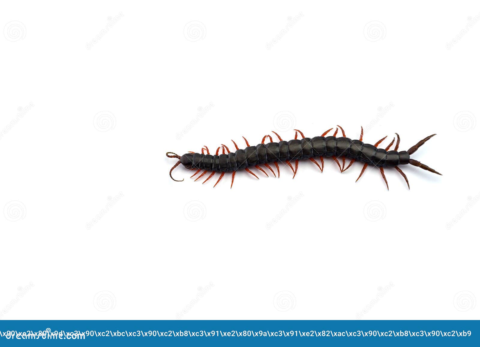 Centipede Isolated on White Background Stock Photo - Image of garden ...