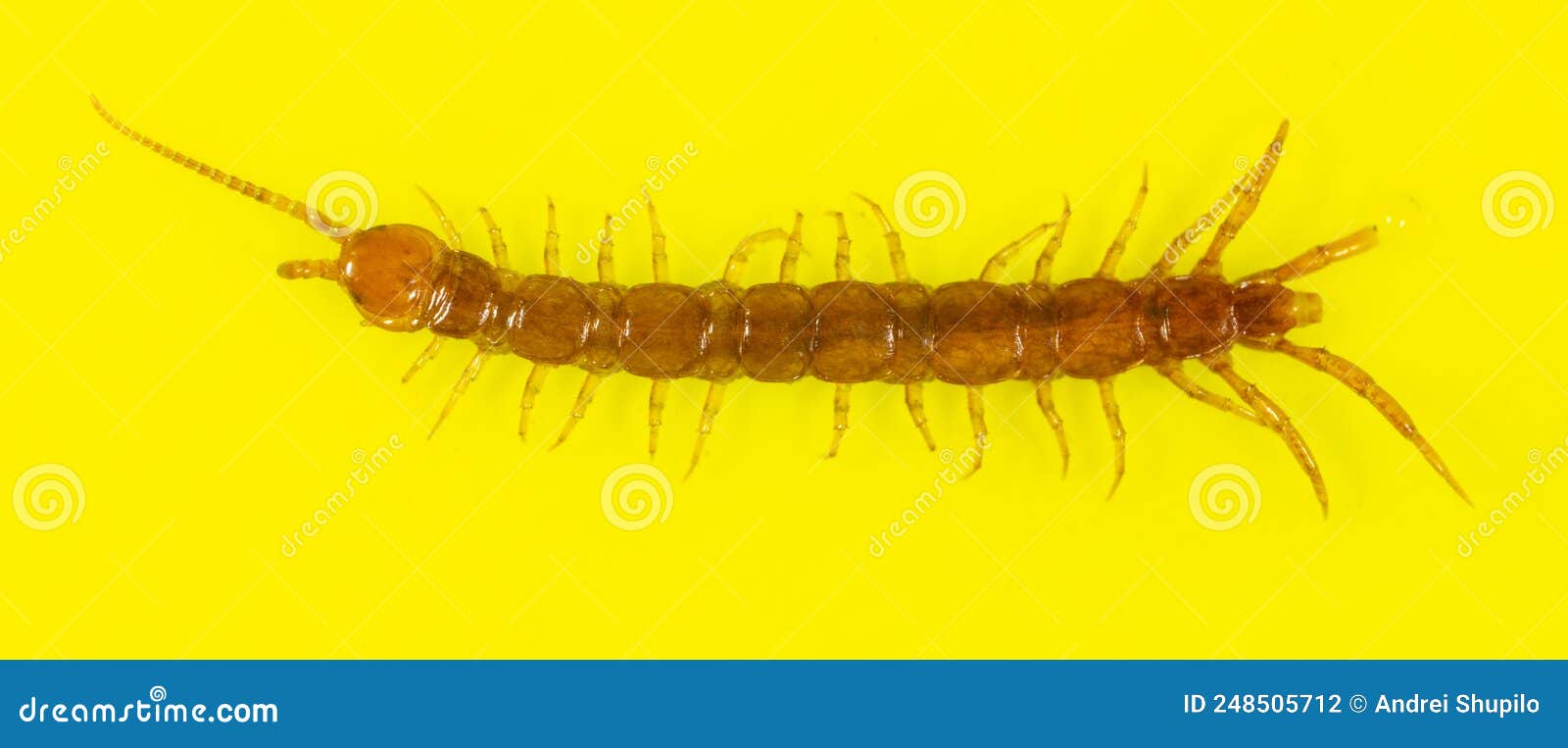 Centipede Isolated on Yellow Background. Stock Photo - Image of yellow ...
