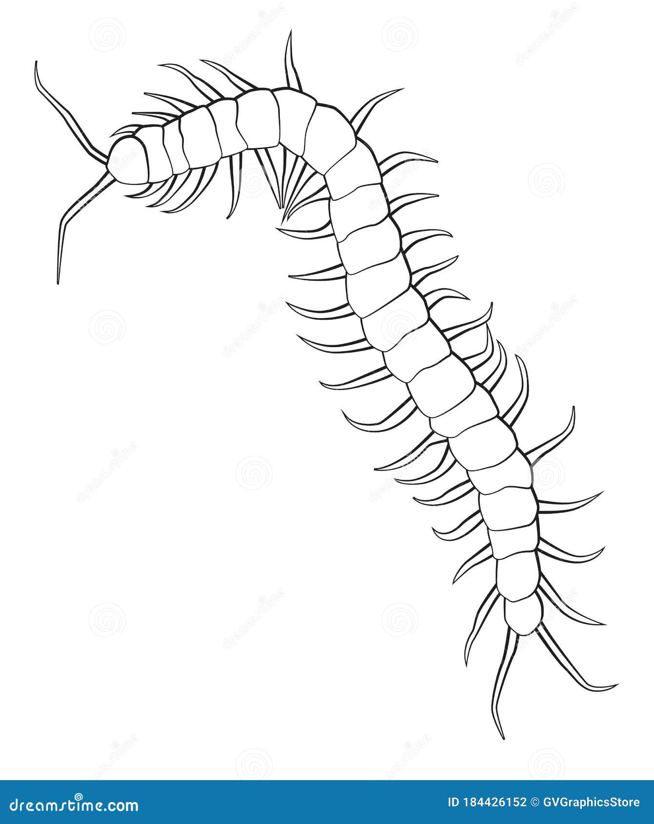 Centipede Line Art, Hand Drawn Vector Illustration Stock Vector ...