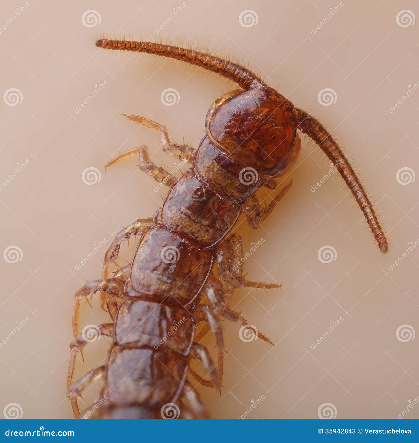 Centipede stock image. Image of centipede, predator, little - 35942843