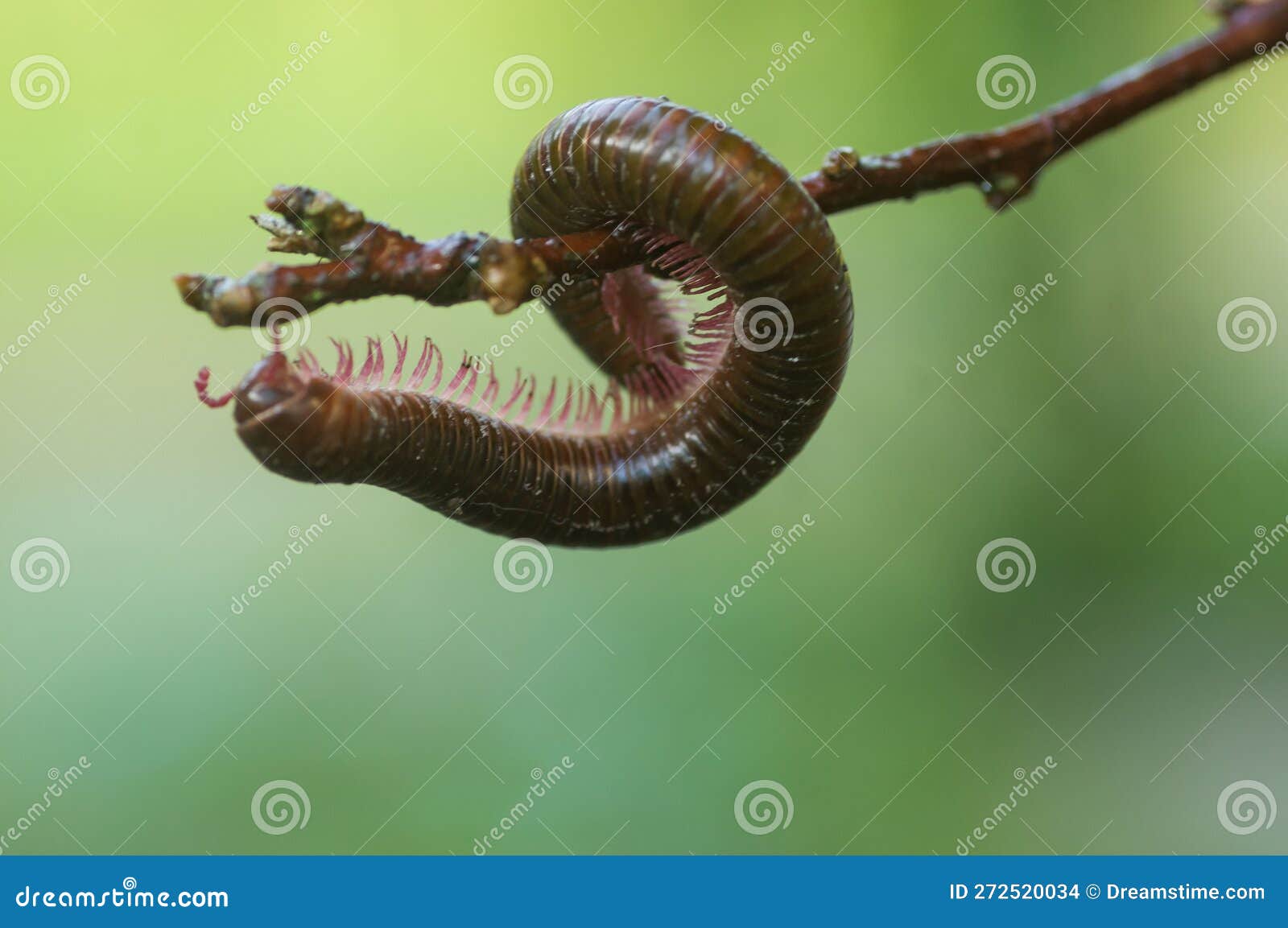 Centipede on a log stock photo. Image of flower, leaf - 272520034