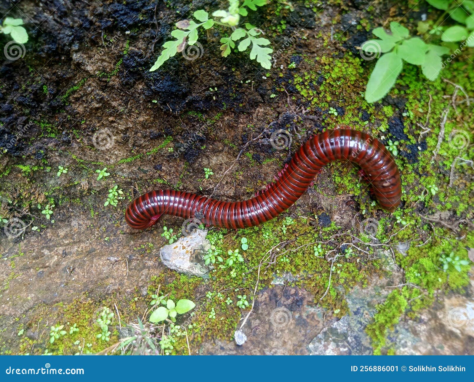 Centipede Looking Food on Wall Wth Moss Stock Image - Image of ...
