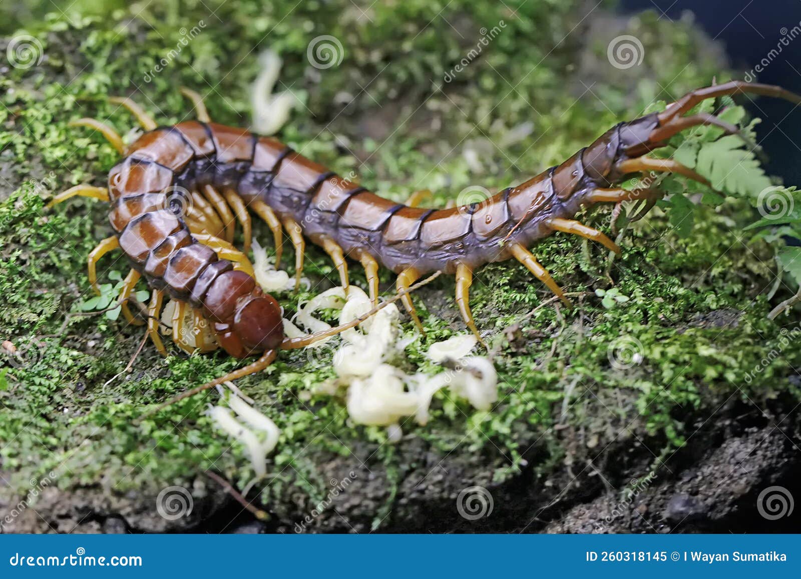 A Centipede is Looking after Her White Babies. Stock Image - Image of white, pest: 260318145