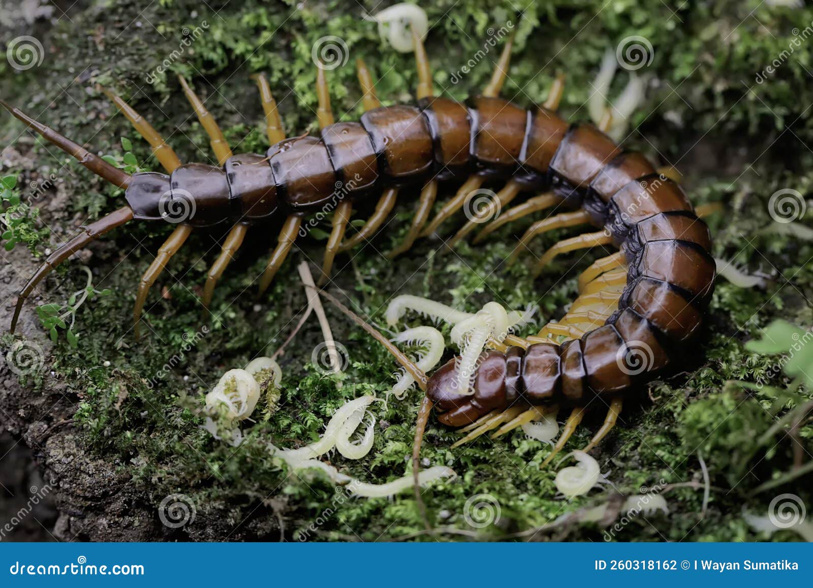 A Centipede is Looking after Her White Babies. Stock Photo - Image of ...
