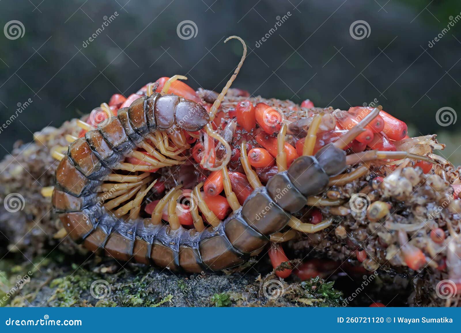 A Centipede is Looking for Prey in the Weft of an Anthurium Fruit ...