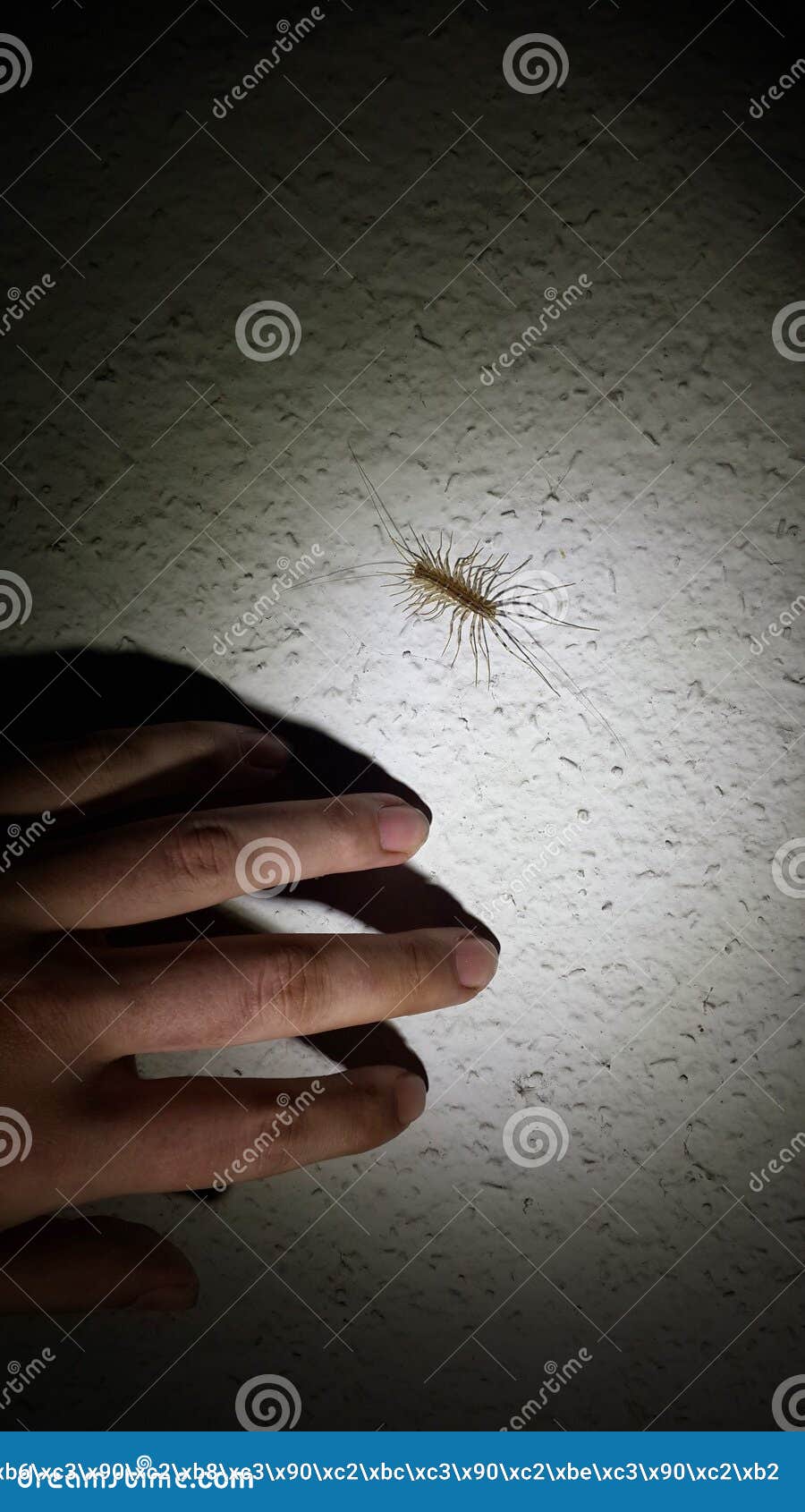 Centipede Lurking in the Dark Stock Photo - Image of organ, black ...
