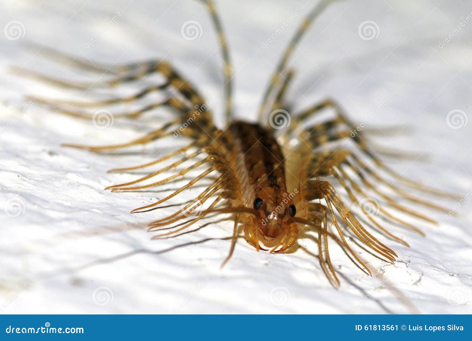 Centipede stock image. Image of macro, centipede, arthropod - 61813561