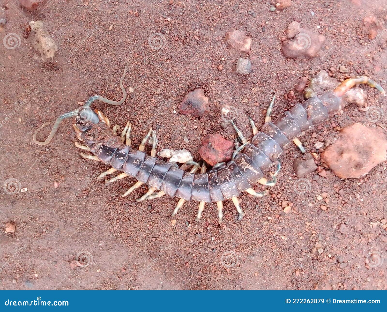 Centipede, March 2023 in Kenya. Stock Image - Image of segmented ...