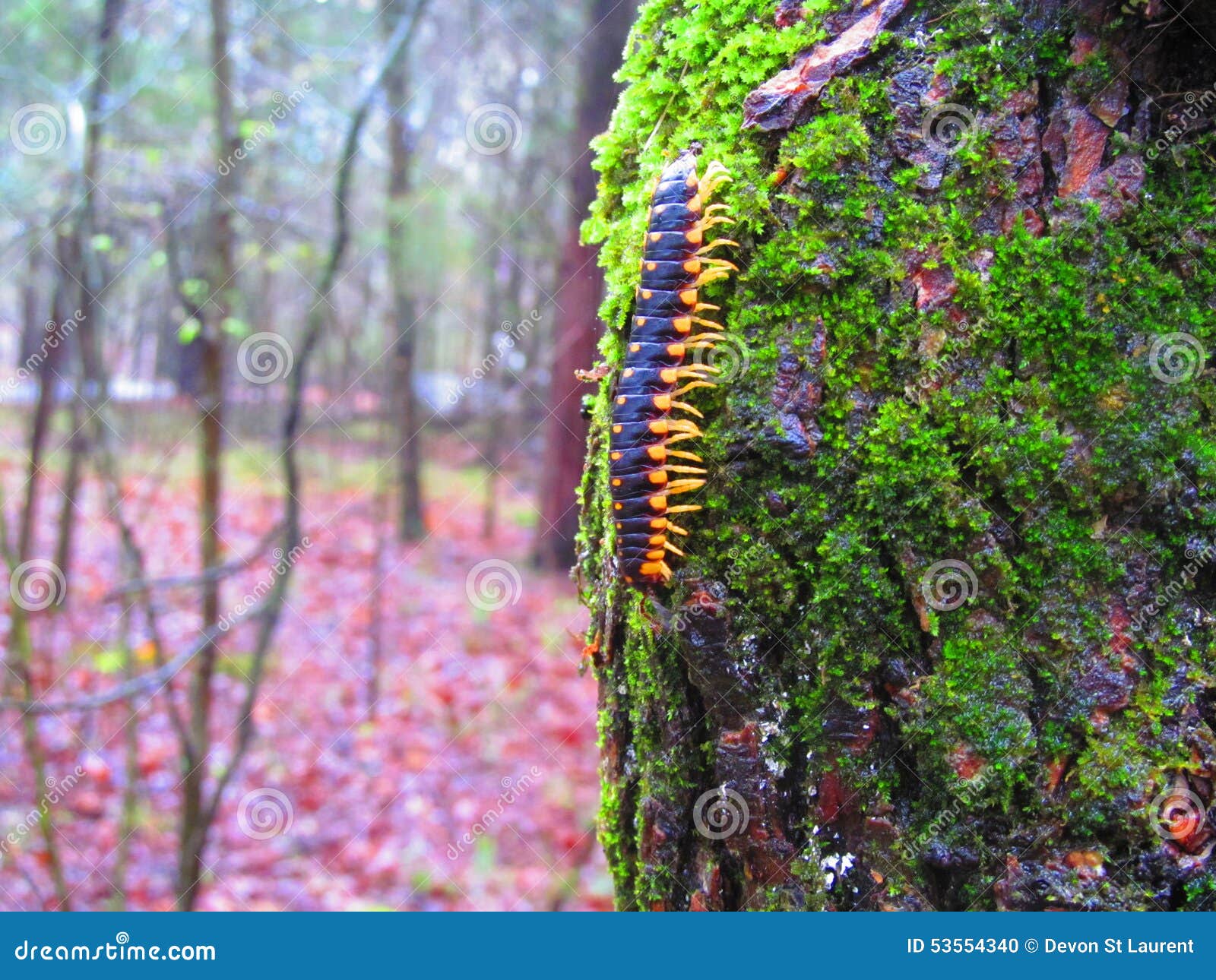 Centipede stock photo. Image of amazing, array, colors - 53554340