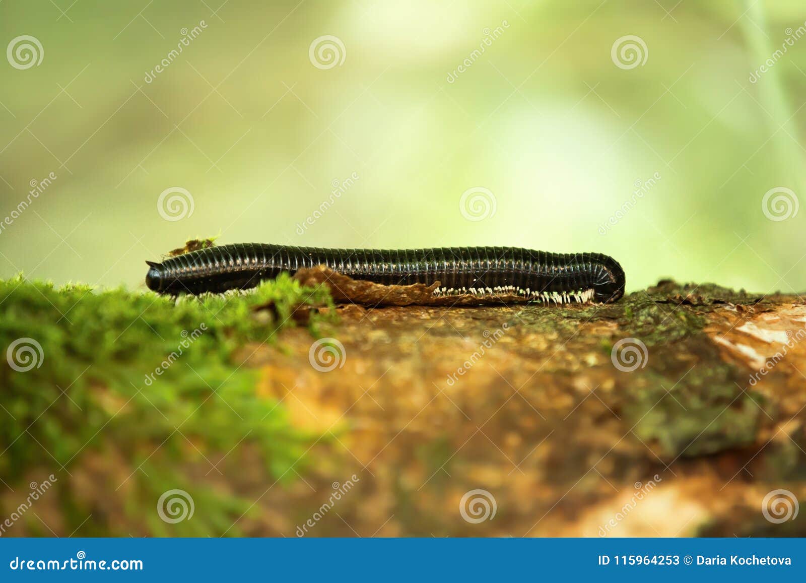 Centipede in the Rainforest Stock Image - Image of park, millipedes ...