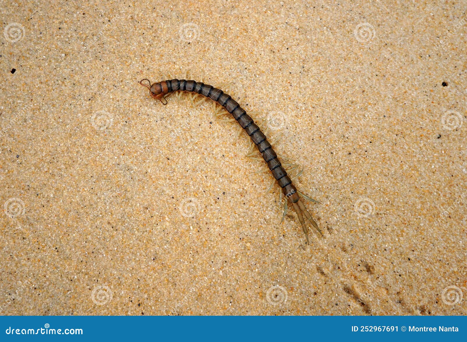 Centipede on sand. stock image. Image of white, appendage - 252967691