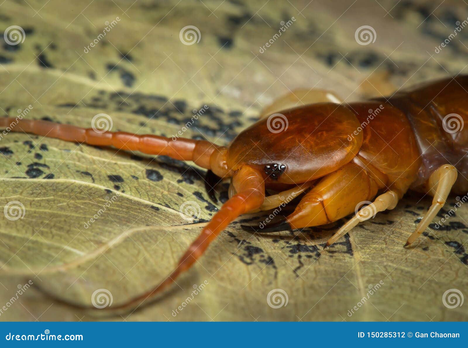 Centipede Scolopendra Sp. Sleeping on a Mossy Tree in Tropical ...