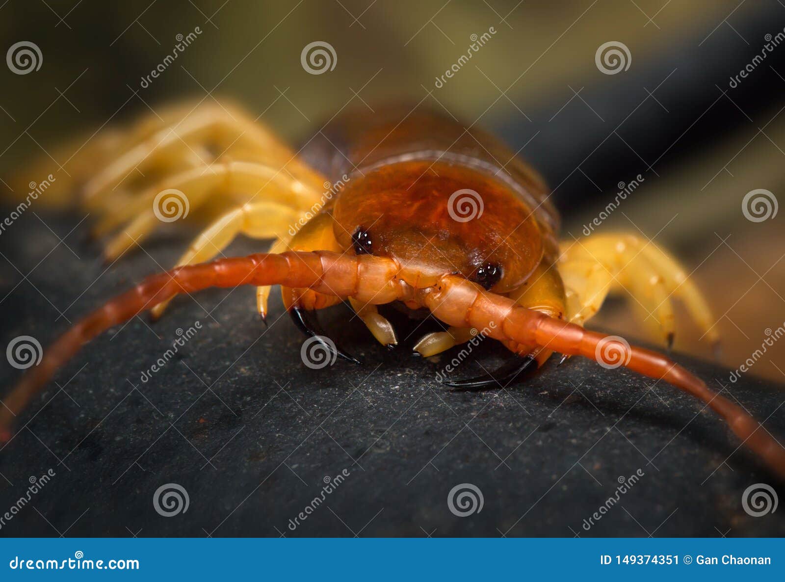 Centipede Scolopendra Sp. Sleeping on a Mossy Tree in Tropical ...