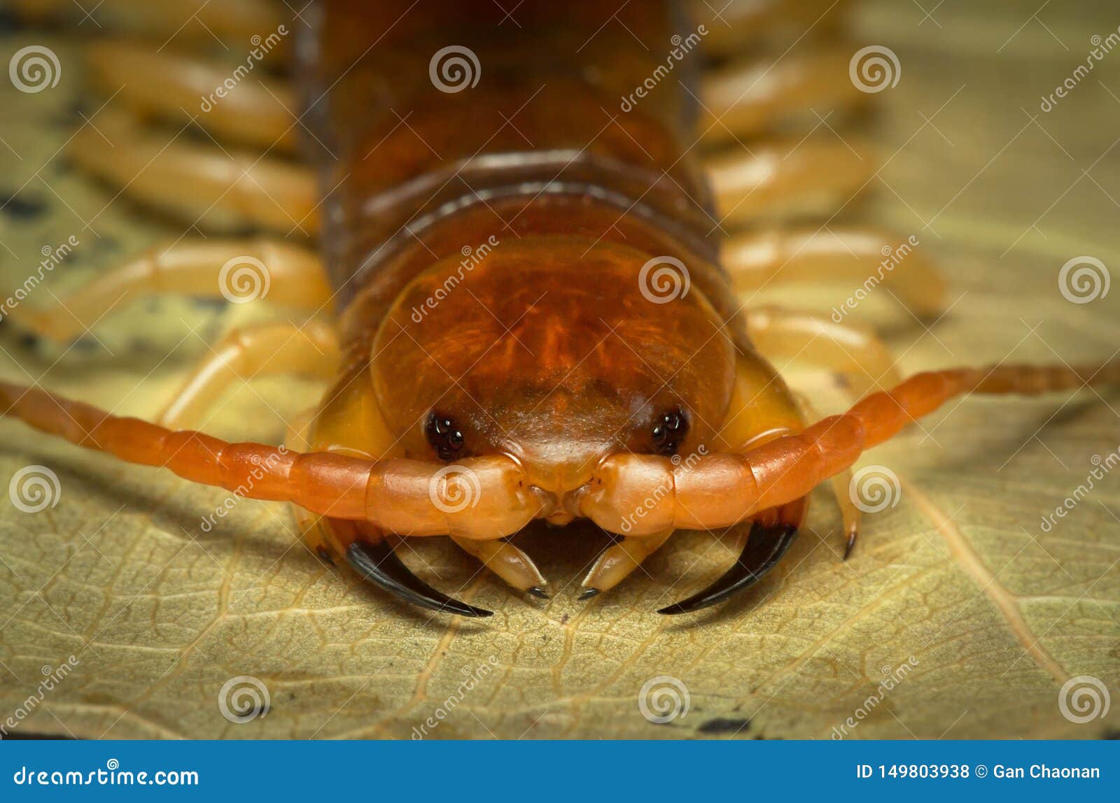 Centipede Scolopendra Sp. Sleeping on a Mossy Tree in Tropical ...