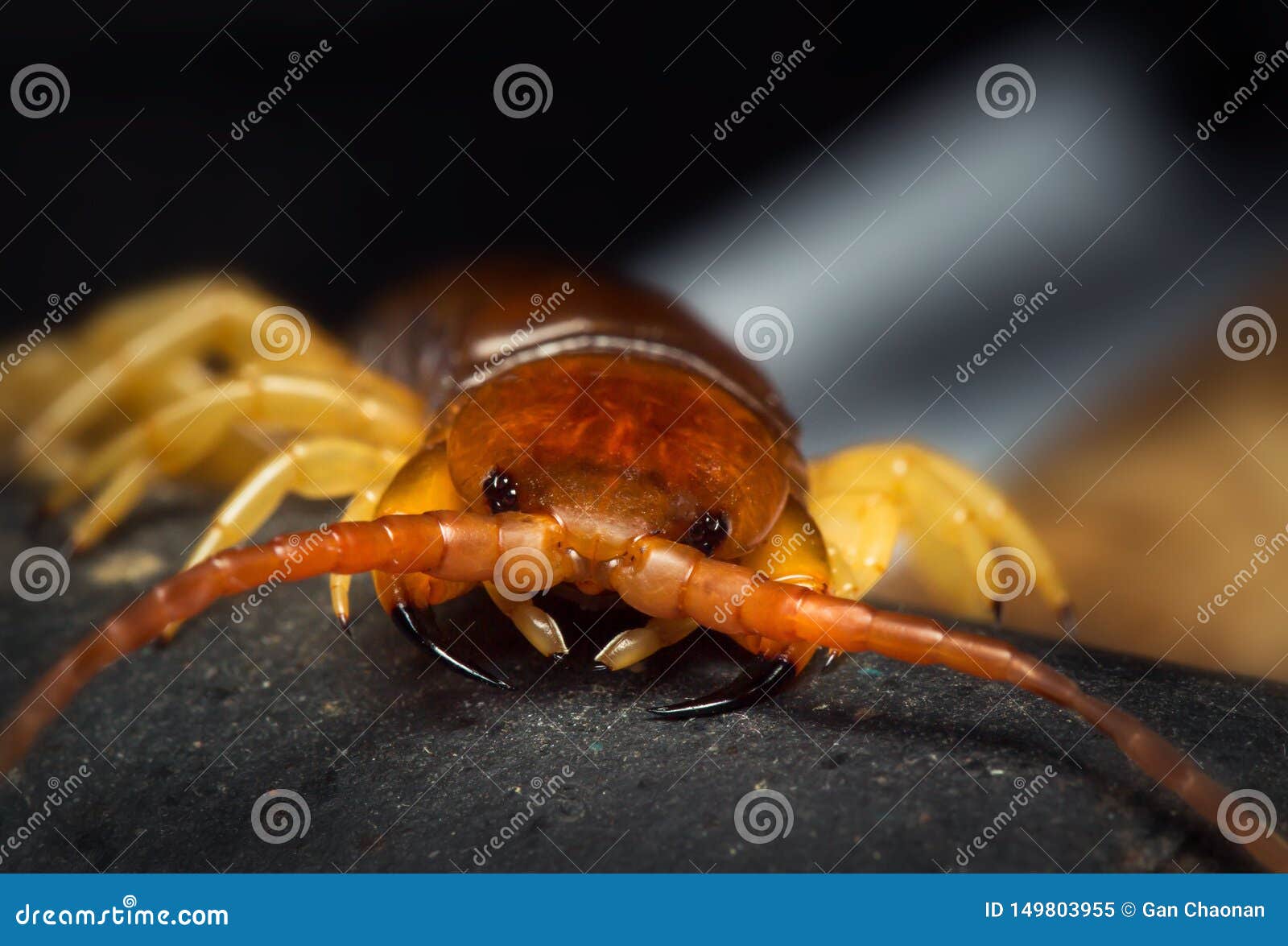 Centipede Scolopendra Sp. Sleeping on a Mossy Tree in Tropical ...