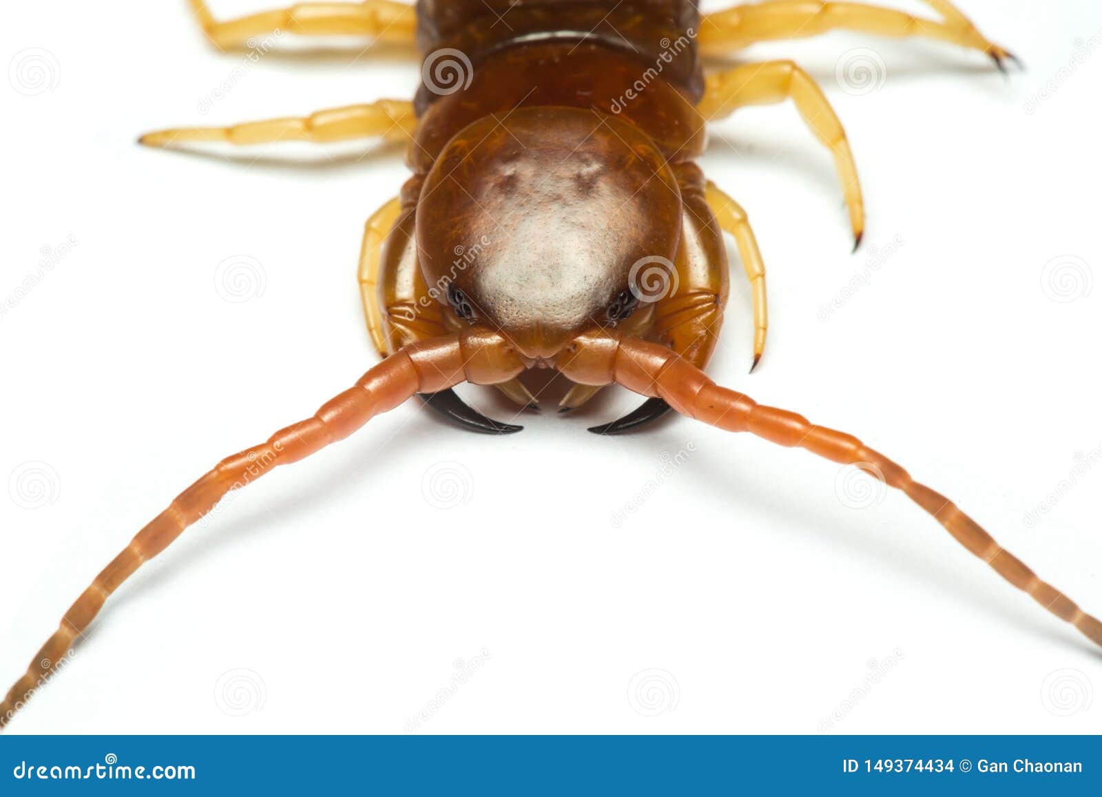 Centipede, Scolopendra Eats Gecko On The Sand Stock Photography ...