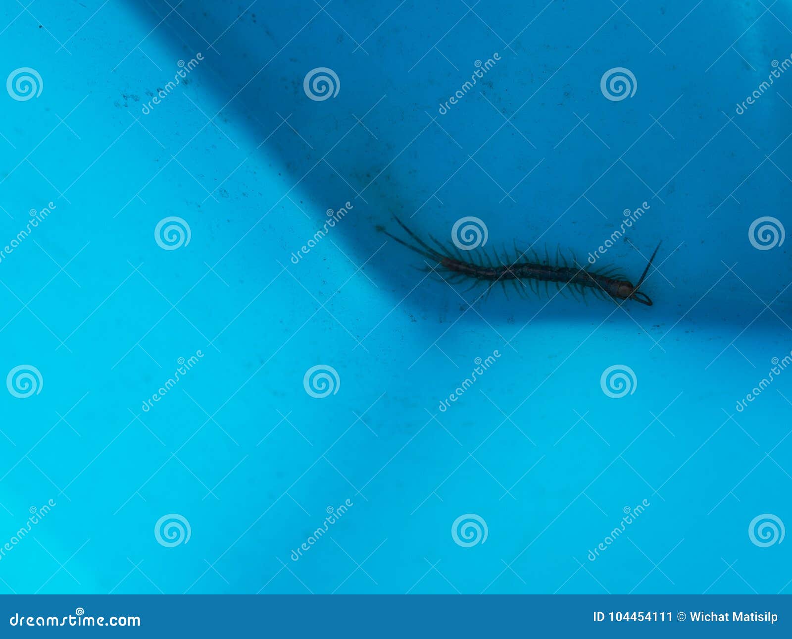Centipede in the Shadow of the Blue Background Stock Image - Image of ...