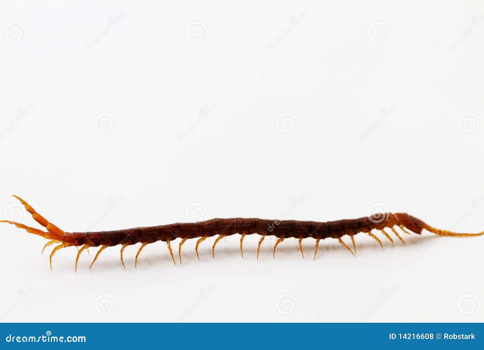 Centipede Side Royalty Free Stock Photos - Image: 14216608