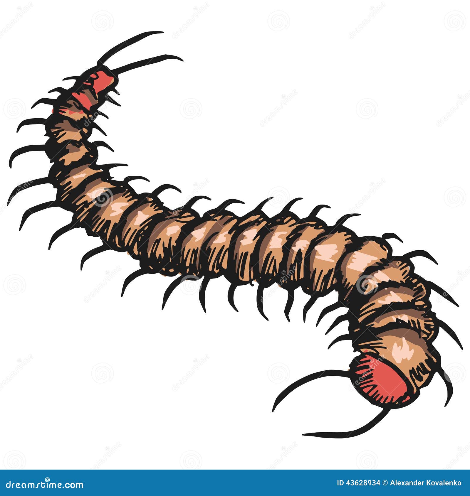 Centipede Stock Vector - Image: 43628934
