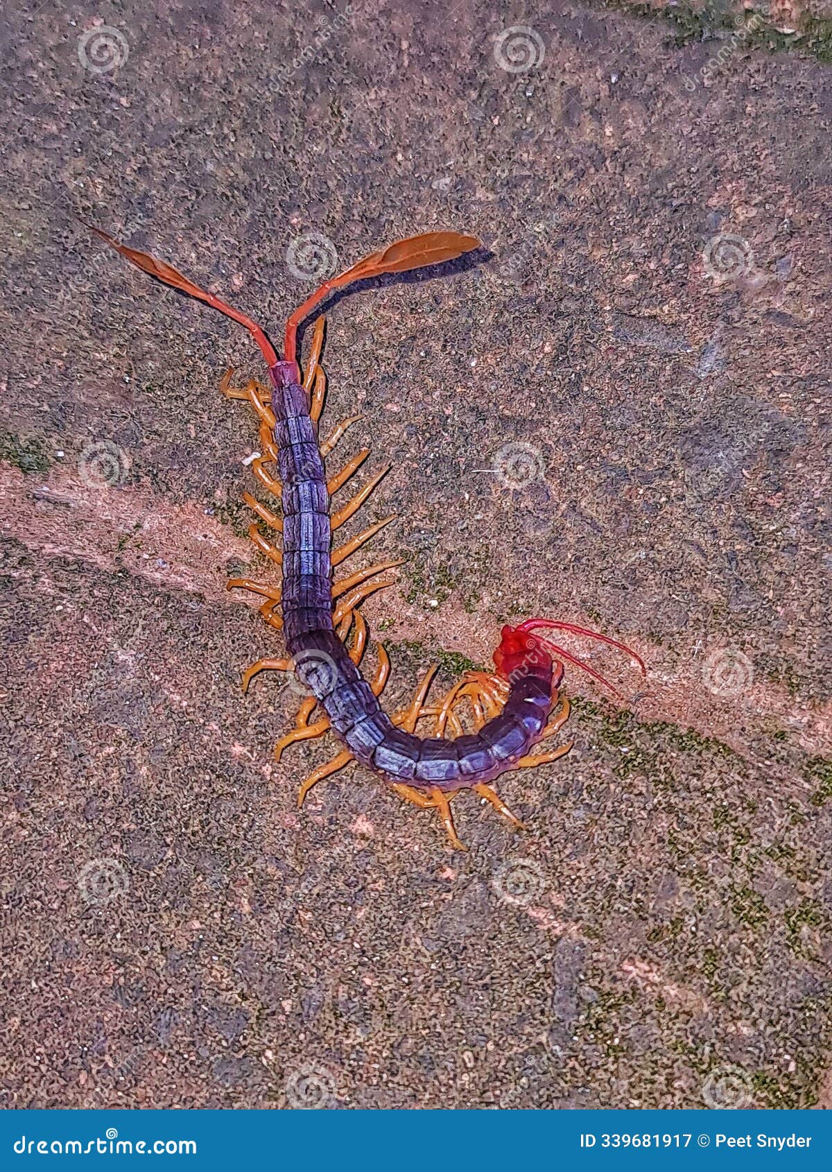 Centipede with tail stock image. Image of poison, legs - 339681917
