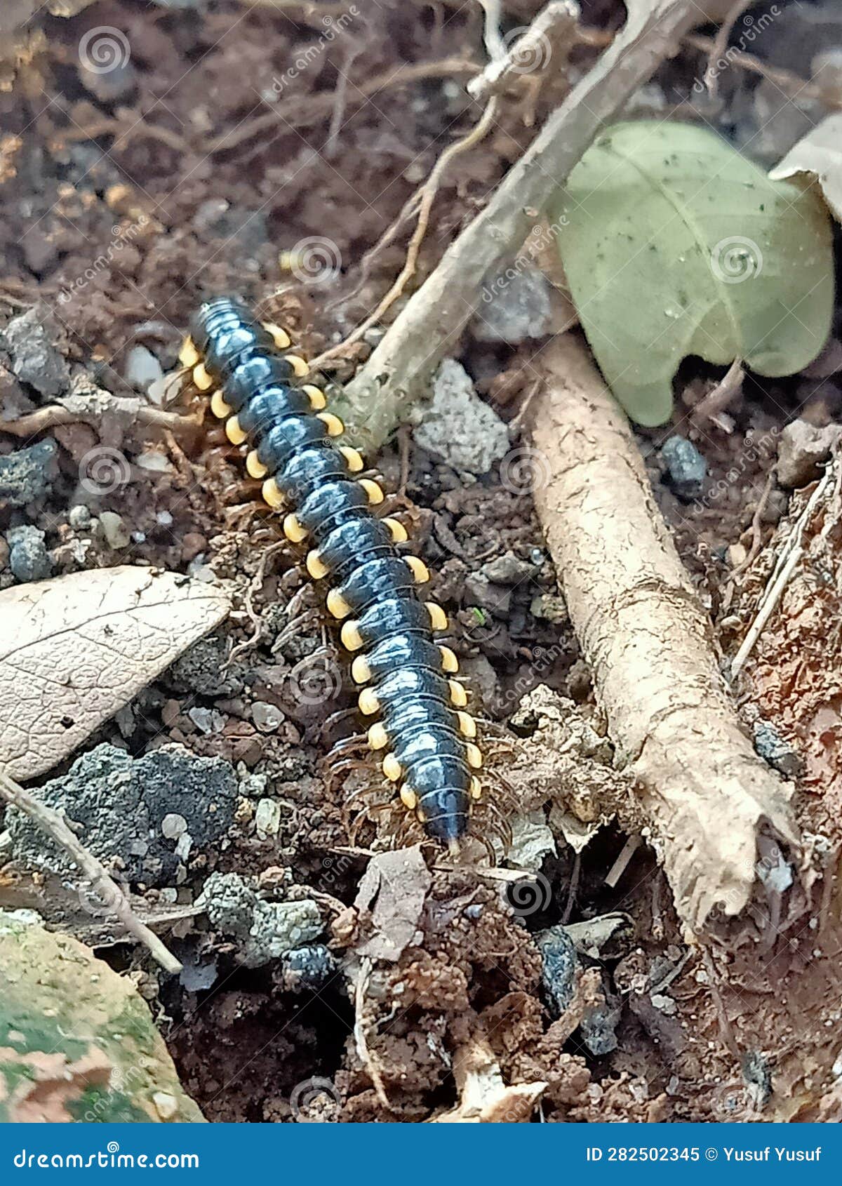 Centipede tree walk jungle stock image. Image of centipede - 282502345