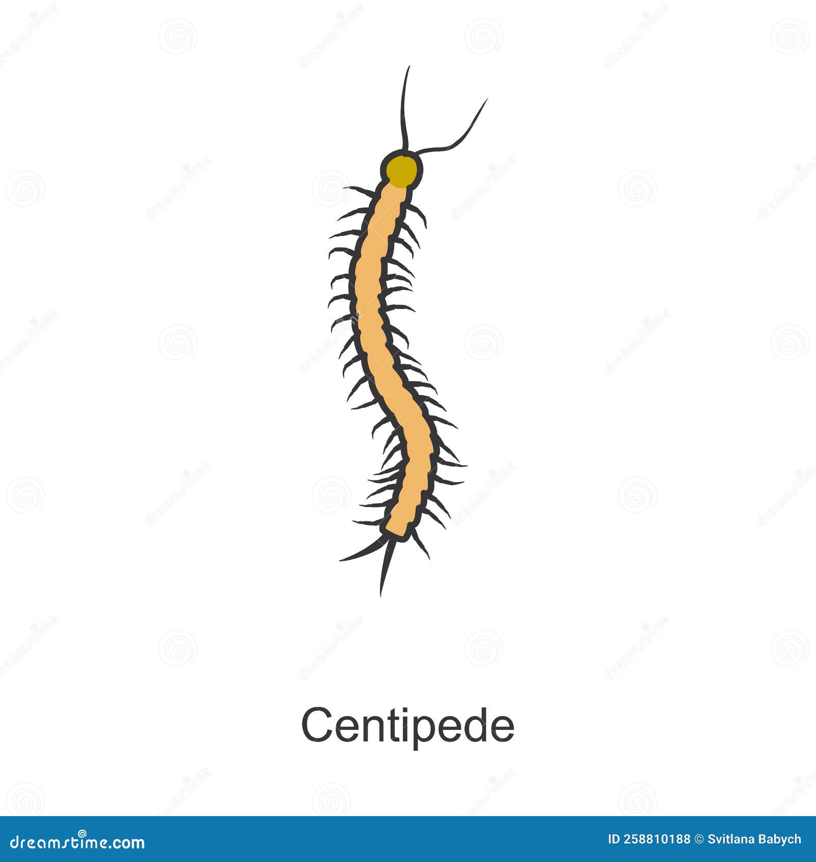 Centipede Vector Icon On White Background. Flat Vector Centipede Icon ...