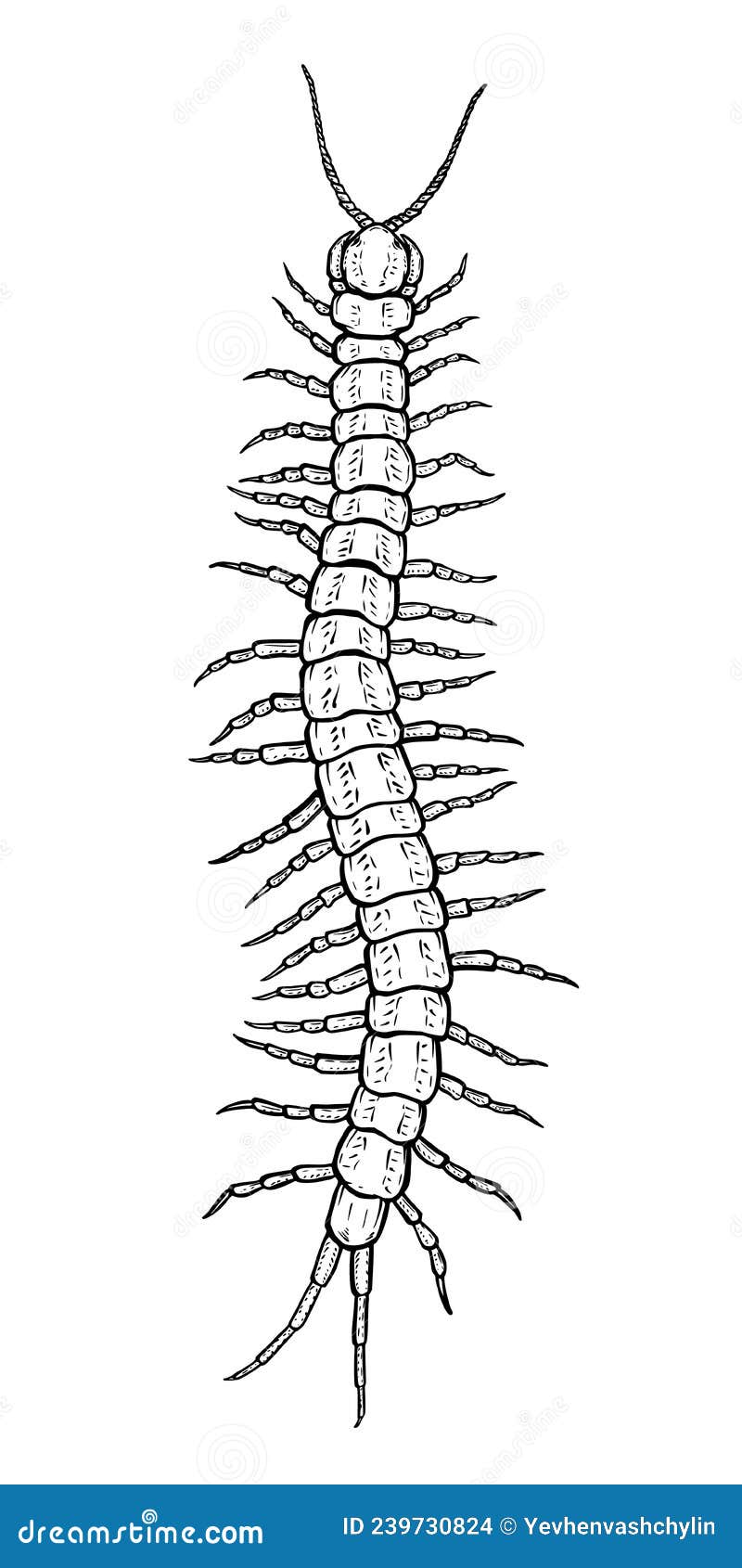 Centipede. Vector Illustration in Cartoon Style on a White Background ...