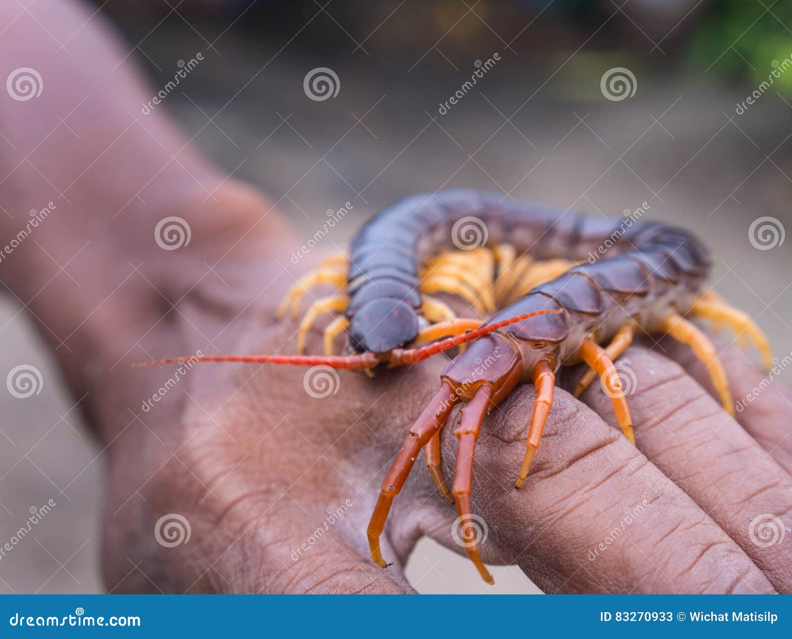 Centipede On Hand Royalty-Free Stock Photography | CartoonDealer.com ...
