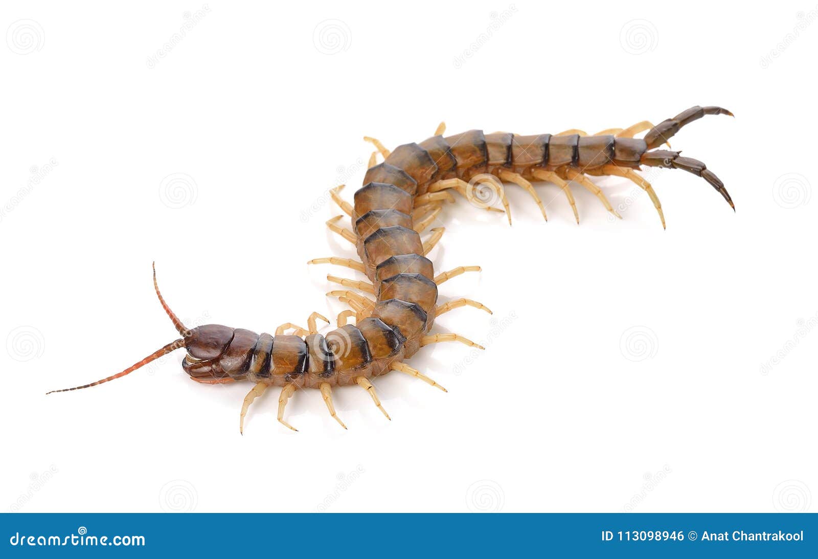 Centipede on White Background Stock Photo - Image of nature, insect ...
