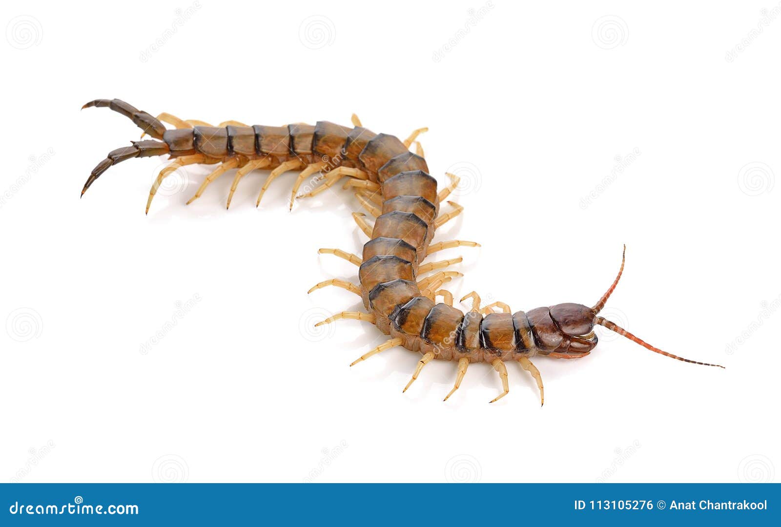Centipede on White Background Stock Photo - Image of poisonous, macro ...