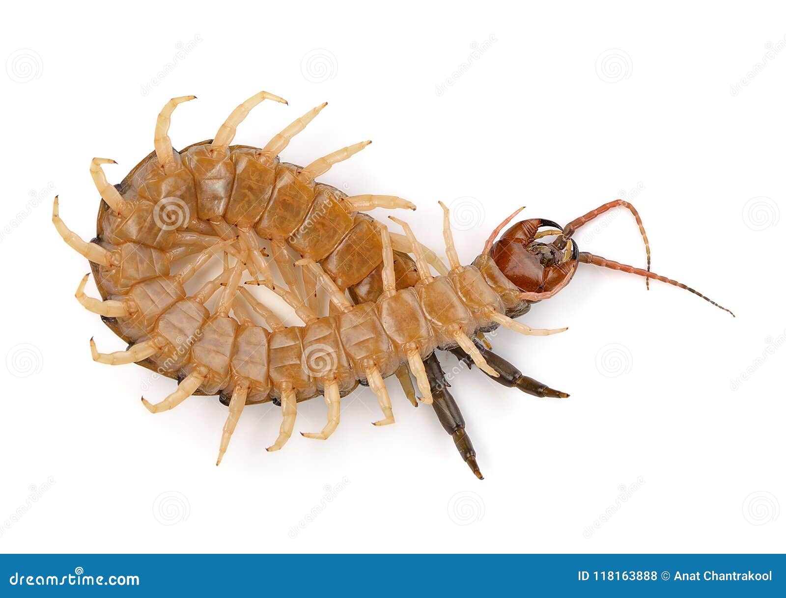 Centipede on White Background Stock Photo - Image of detail, millipede ...