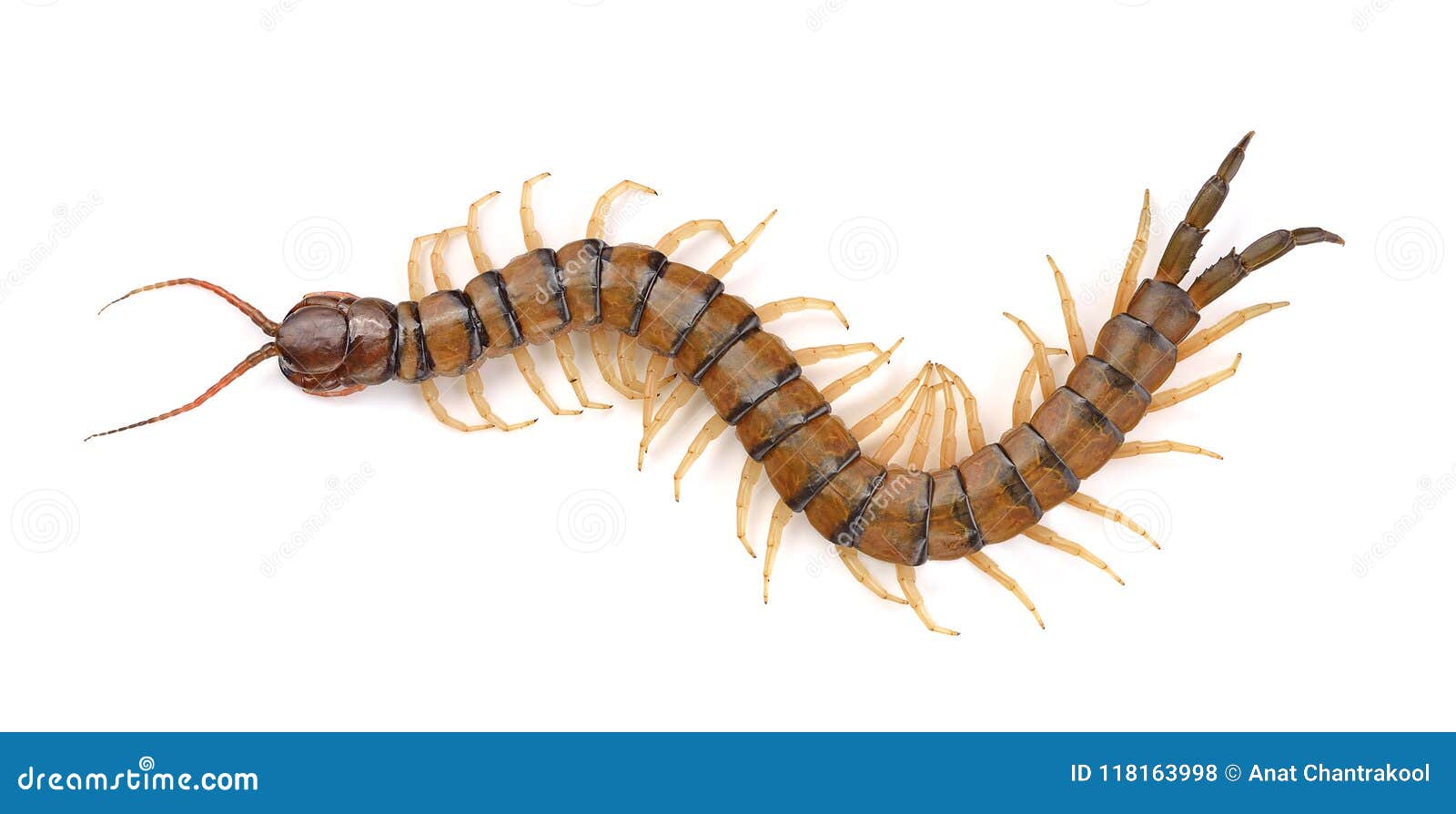 Centipede on White Background Stock Photo - Image of worm, white: 118163998