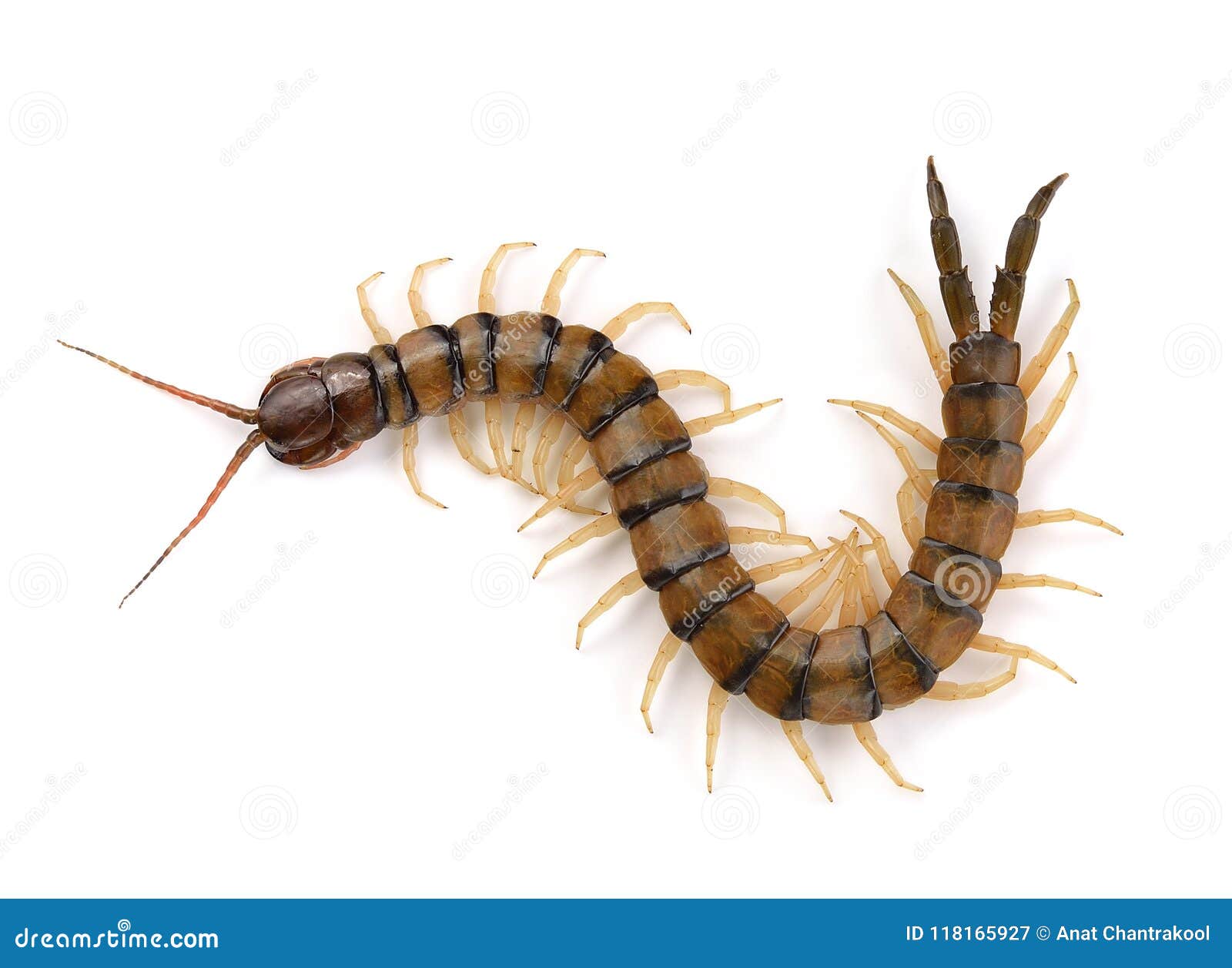 Centipede on White Background Stock Image - Image of predator, isolated ...