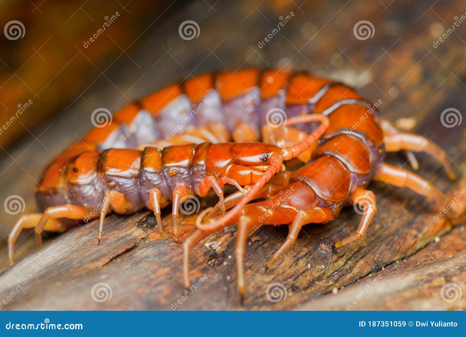 Big Centipede Garden Statue Among The Flowers Royalty-Free Stock Image ...