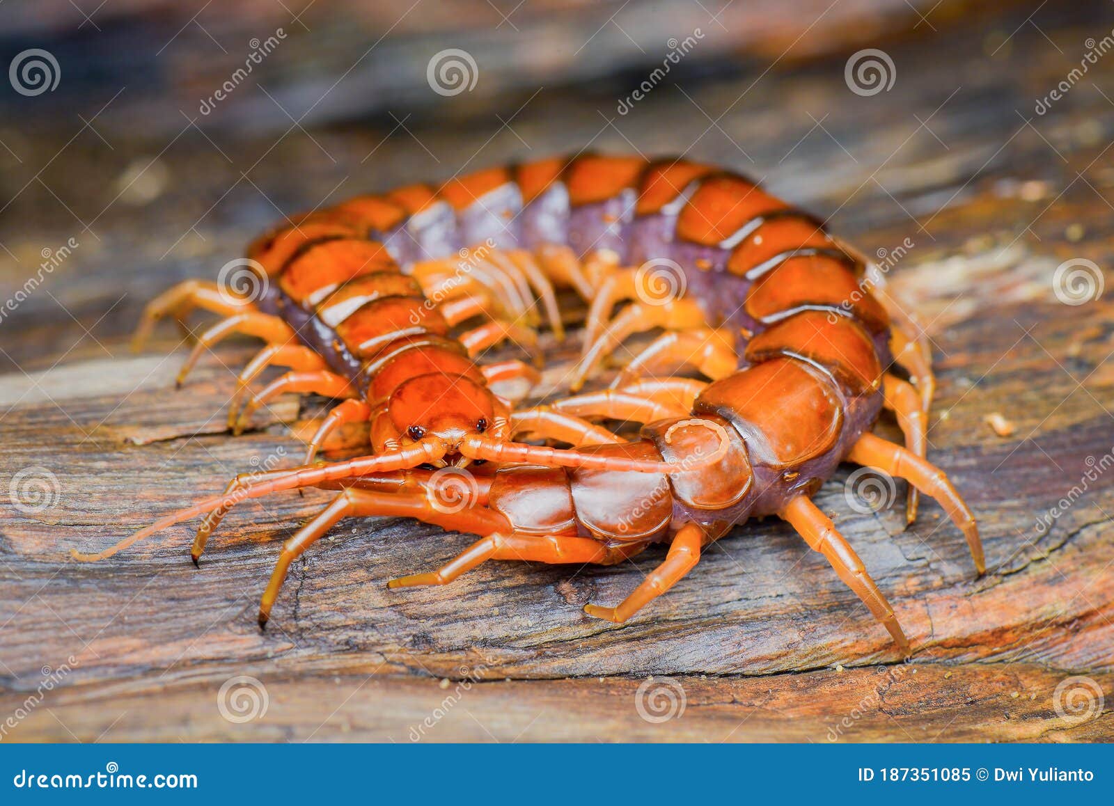 Centipede on Wood in Tropical Garden Stock Image - Image of frog, fish ...