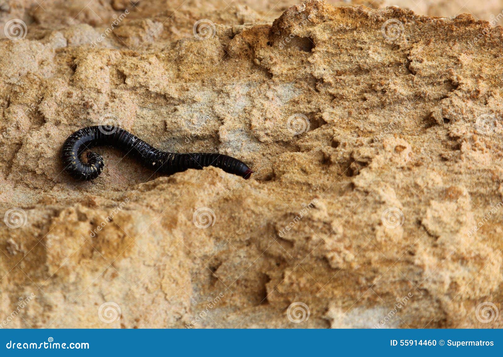 Centipede Worm Sand Stock Photos - Free & Royalty-Free Stock Photos ...