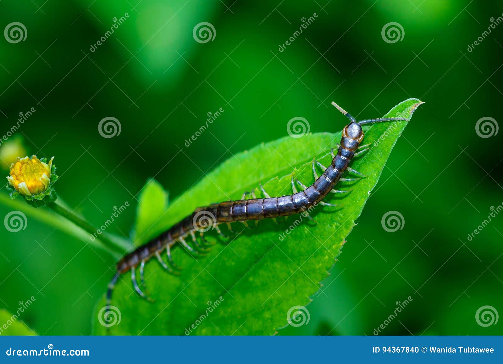 Centipedes, Reptiles,Insects. Stock Photo - Image of ...