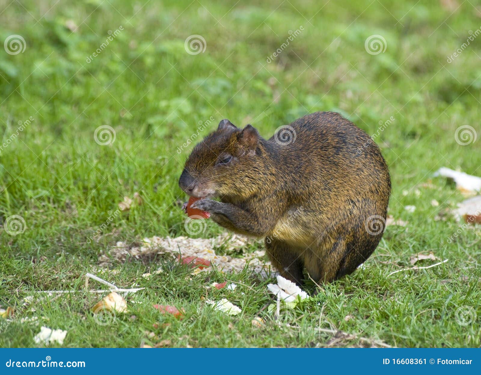 Central American Agouti stock image. Image of eating - 16608361
