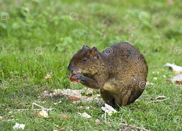 Central American Agouti stock image. Image of eating - 16608361